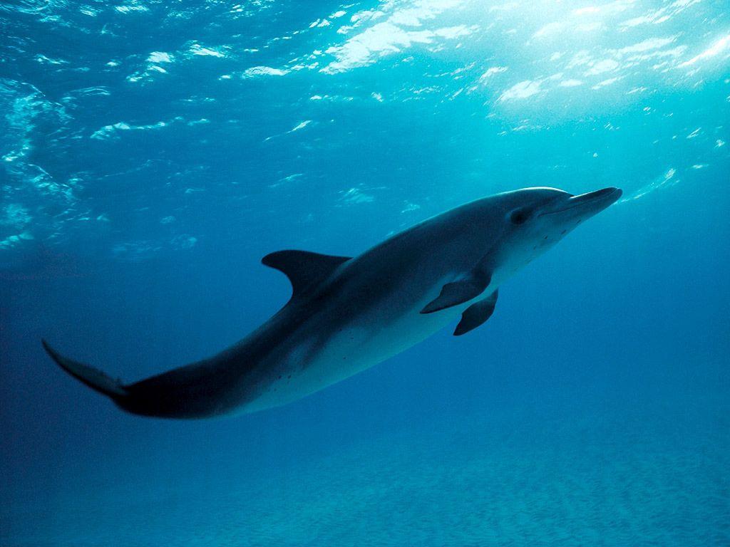 Dolphin Tale Wallpapers - Wallpaper Cave
