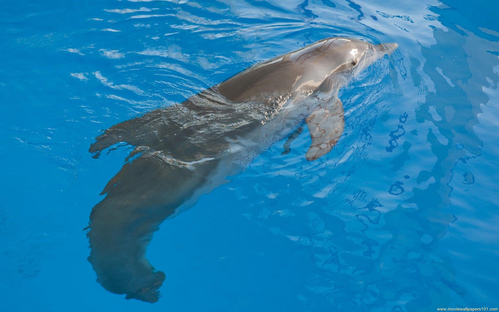 Dolphin Tale Wallpapers - Wallpaper Cave