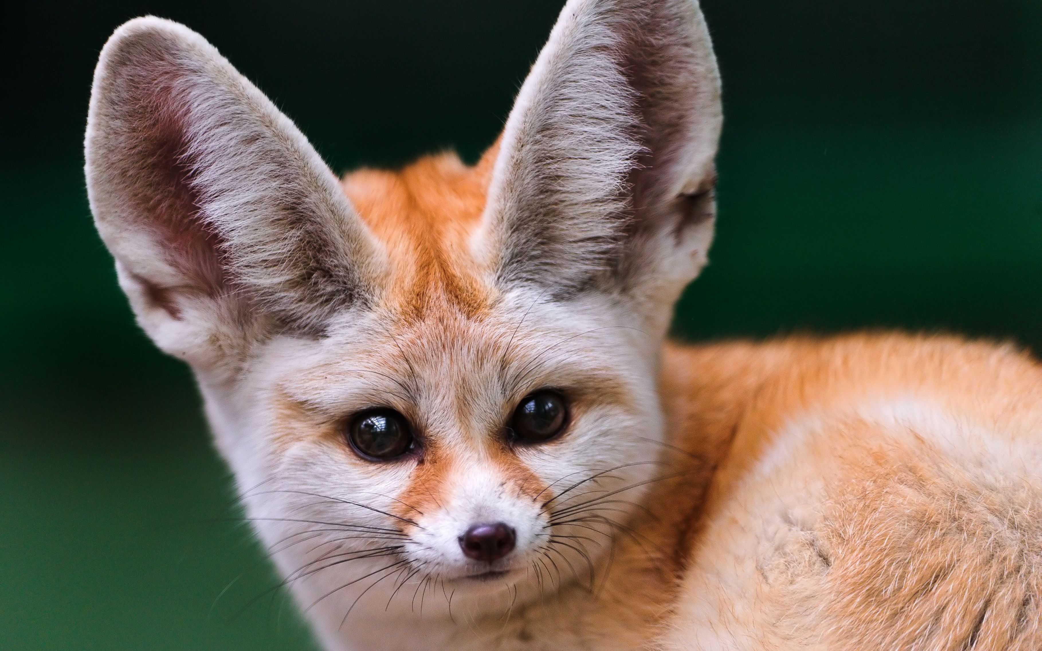Fennec Fox Wallpapers - Wallpaper Cave