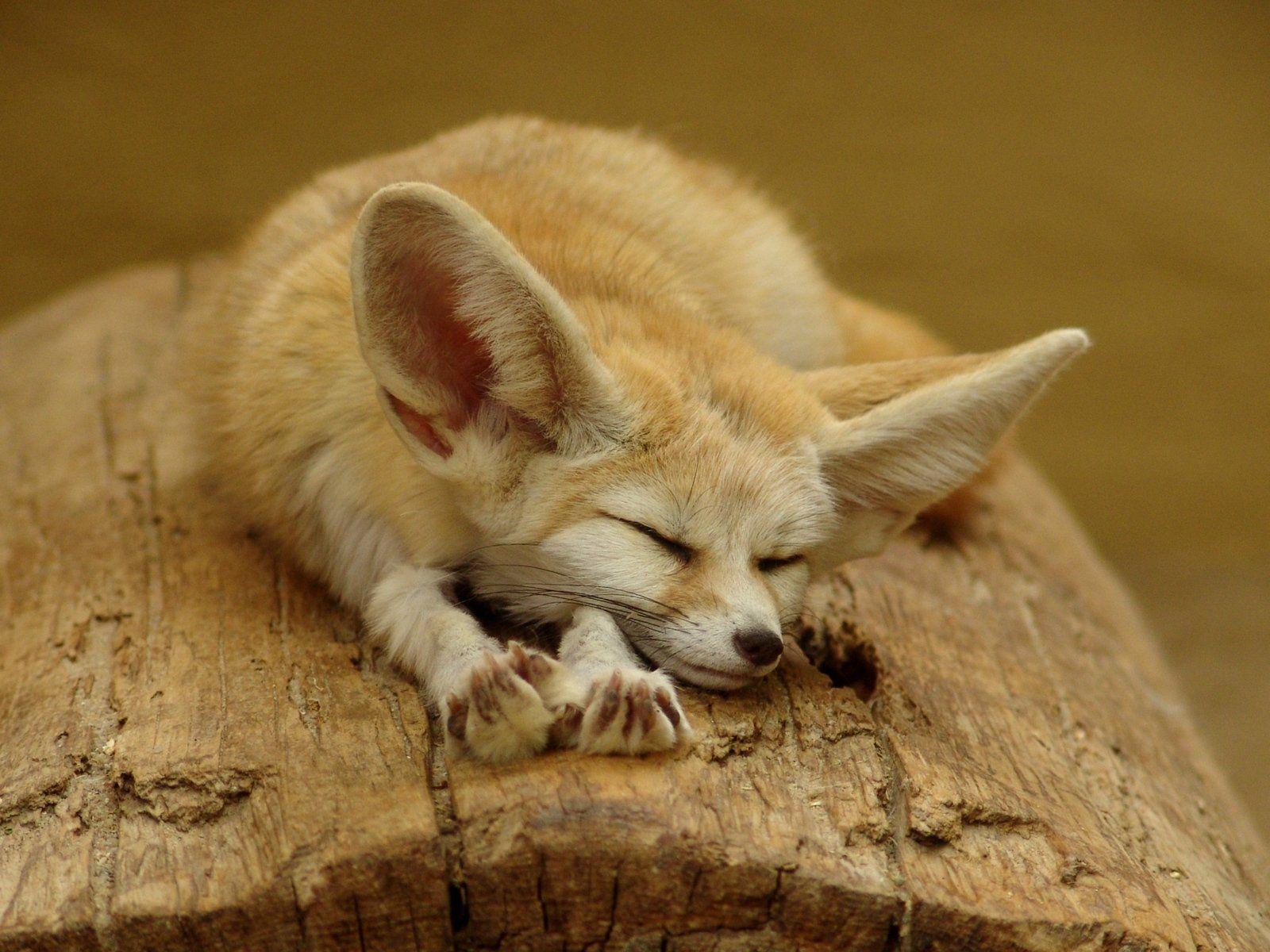 Fennec Fox Wallpapers - Wallpaper Cave
