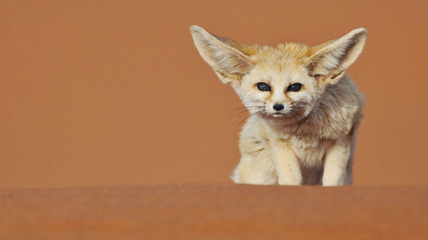Fennec Fox Wallpapers - Wallpaper Cave