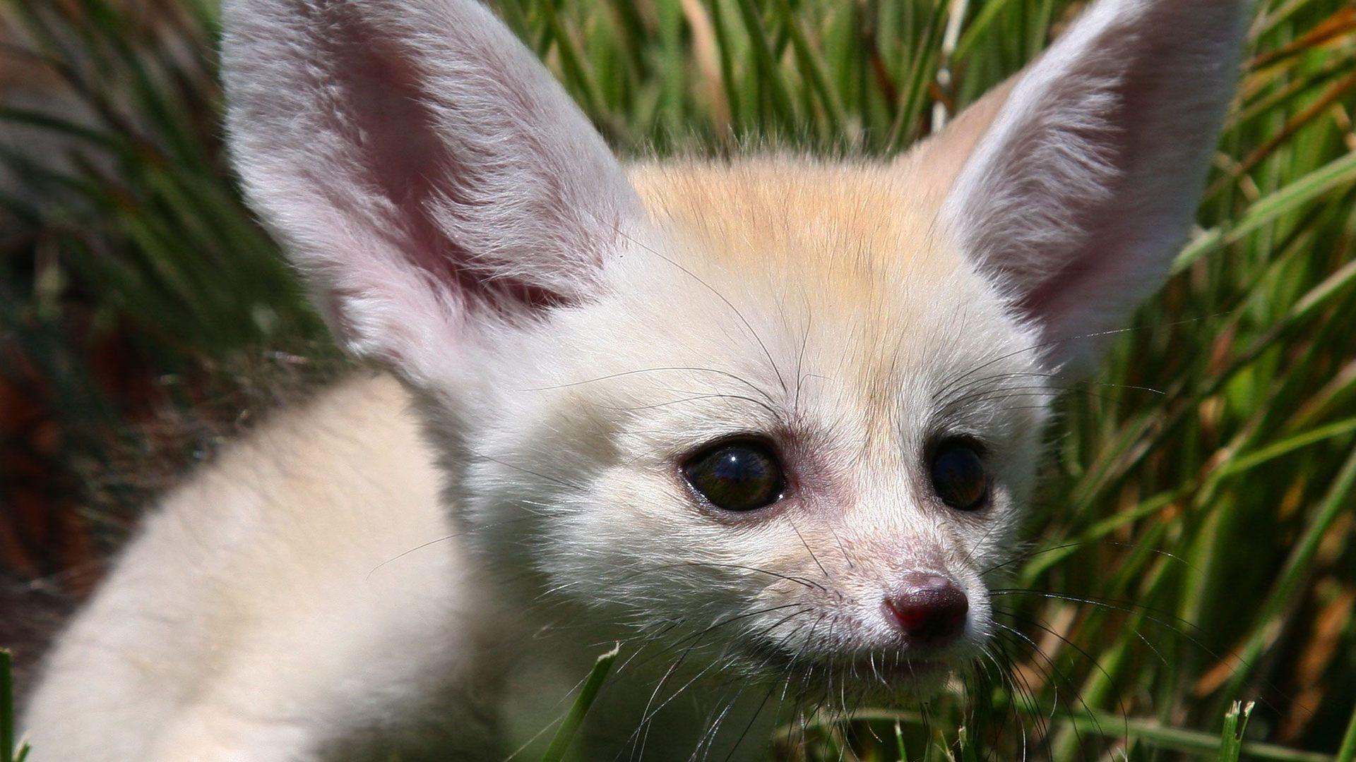 Fennec Fox Wallpapers - Wallpaper Cave