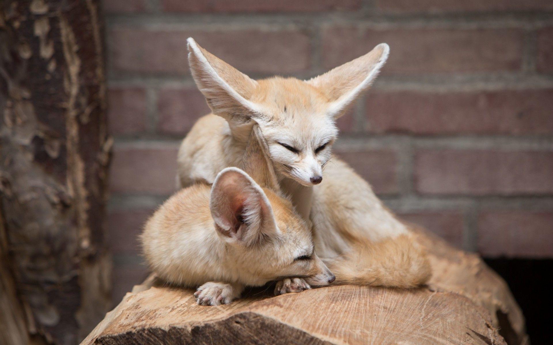 Fennec Fox Wallpapers - Wallpaper Cave