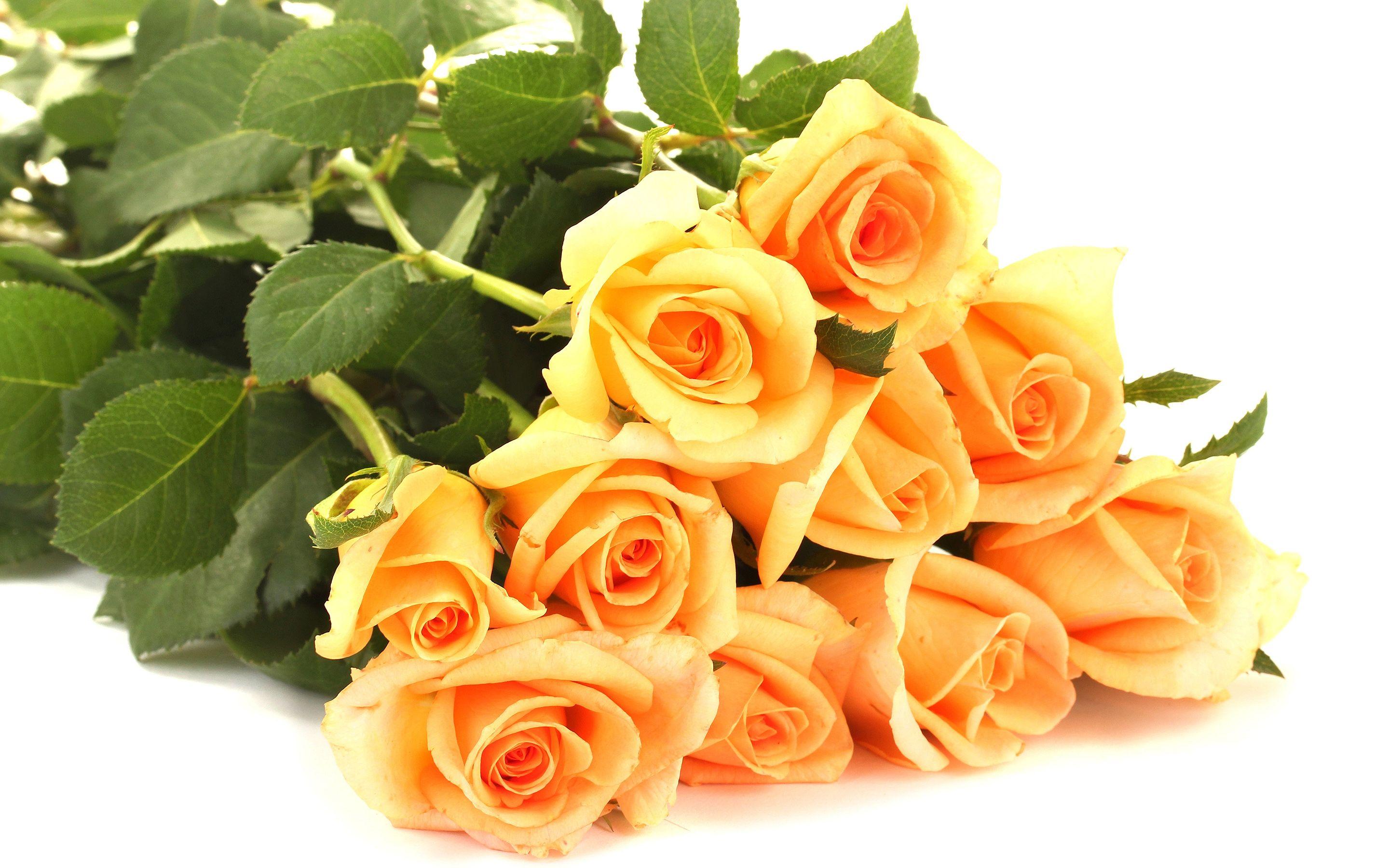 Orange Roses Wallpapers - Wallpaper Cave