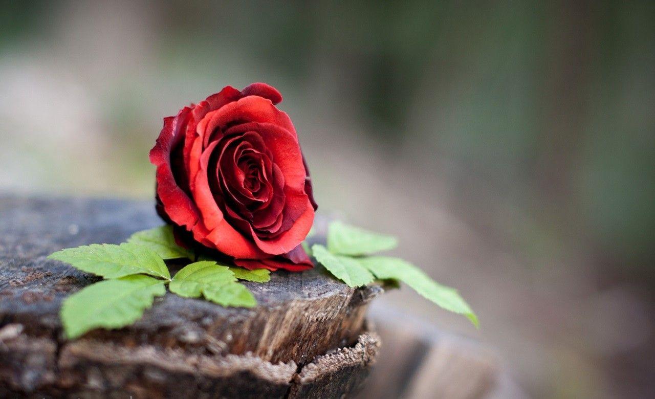Free Wallpapers Red Rose Love Single - Wallpaper Cave