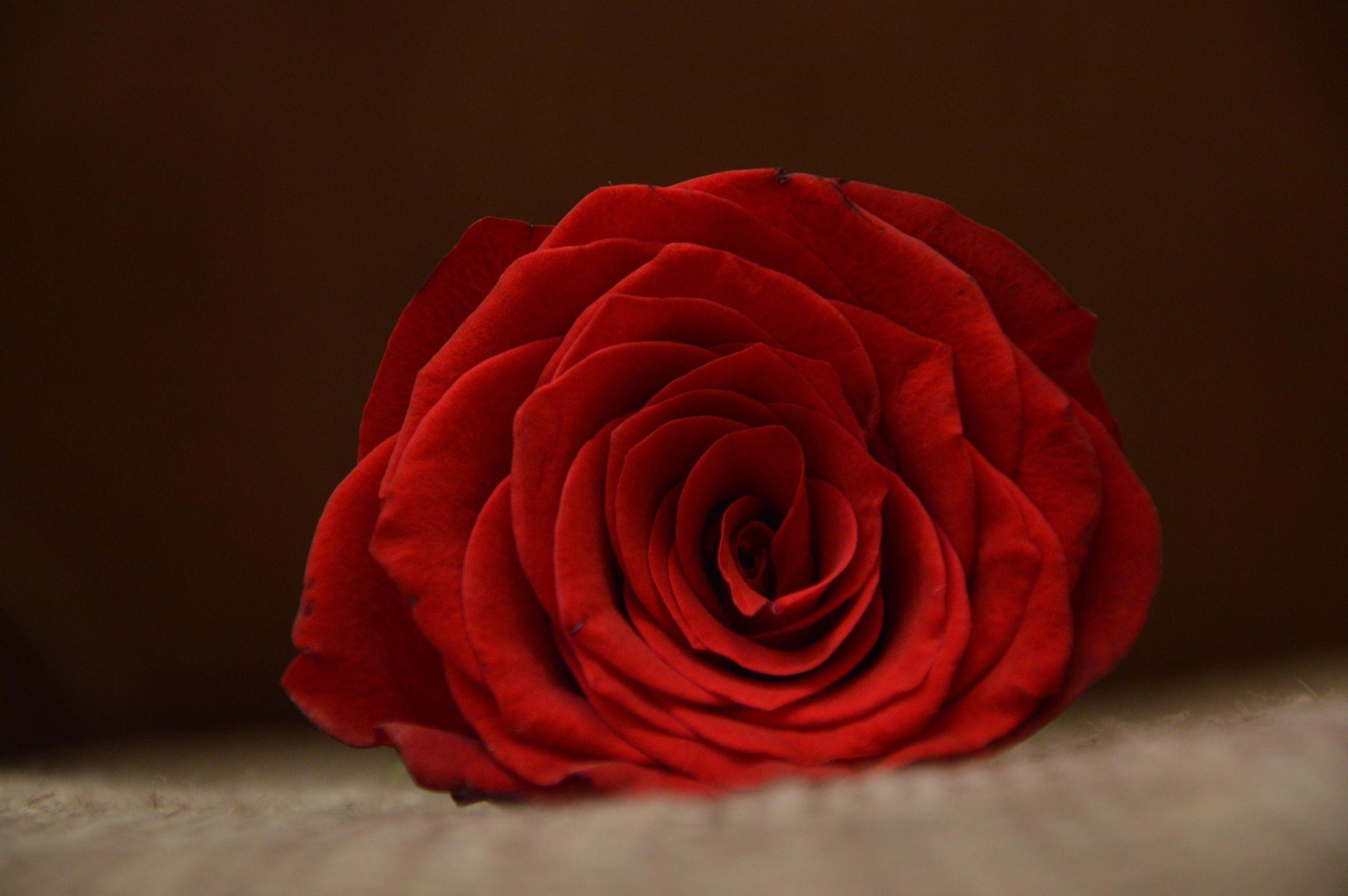 Free Wallpapers Red Rose Love Single - Wallpaper Cave