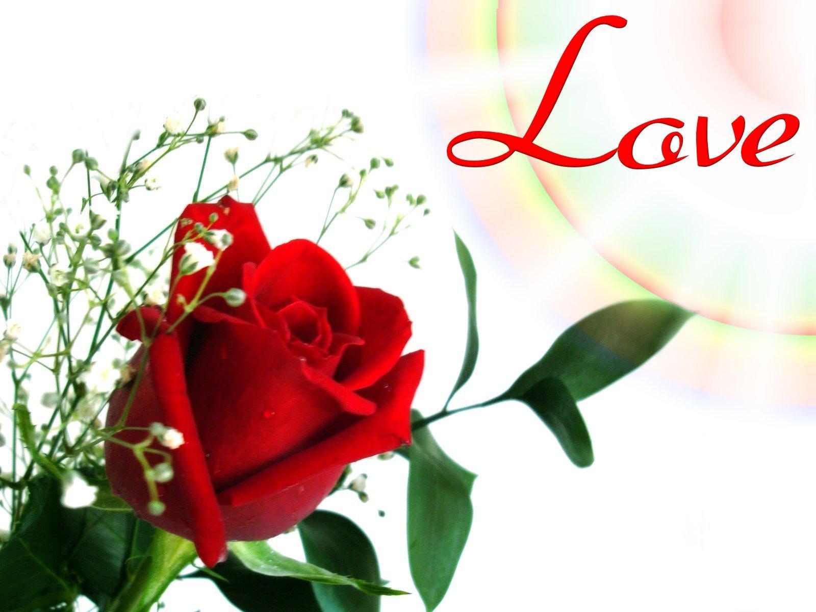 Free Wallpapers Red Rose Love Single - Wallpaper Cave
