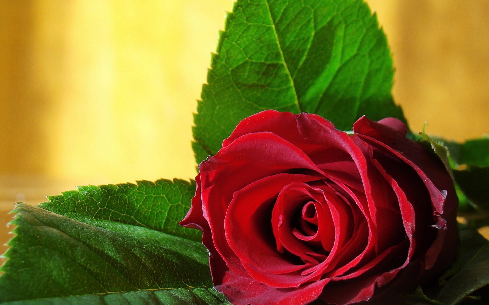 Free Wallpapers Red Rose Love Single - Wallpaper Cave