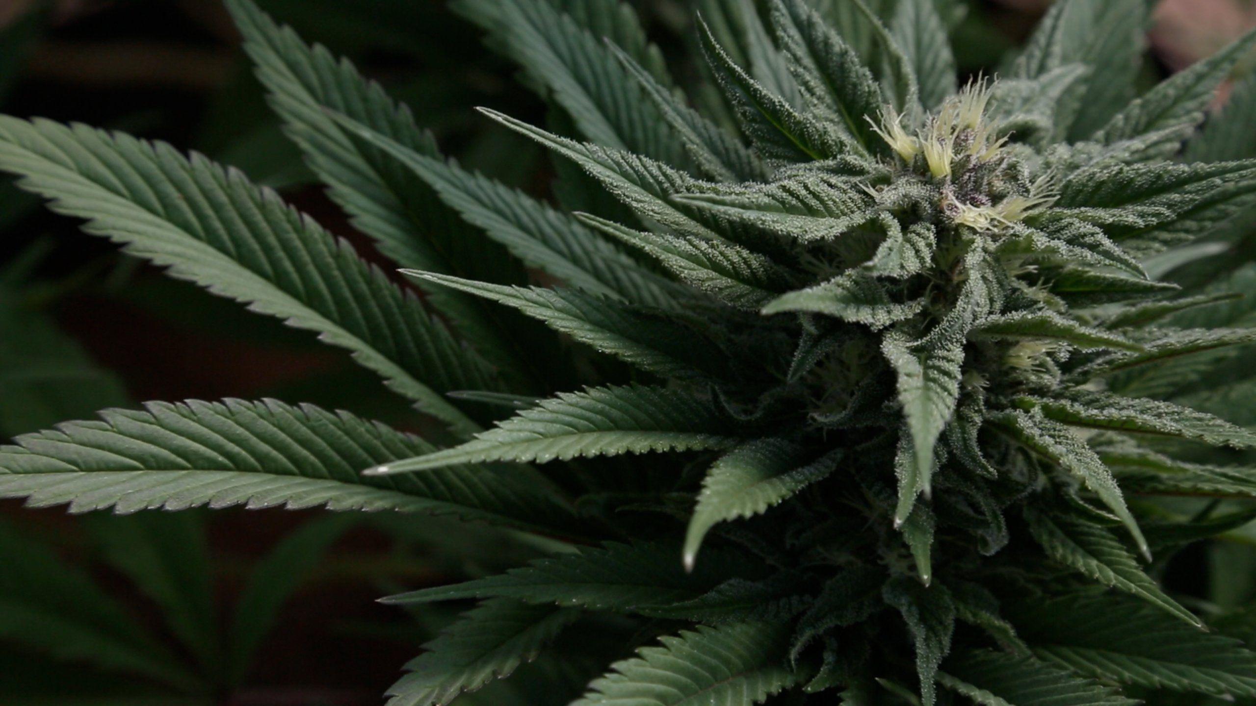 Weed Wallpapers HD Wallpaper Cave