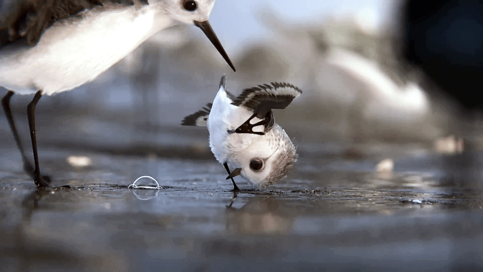 Piper Pixar Wallpapers - Wallpaper Cave