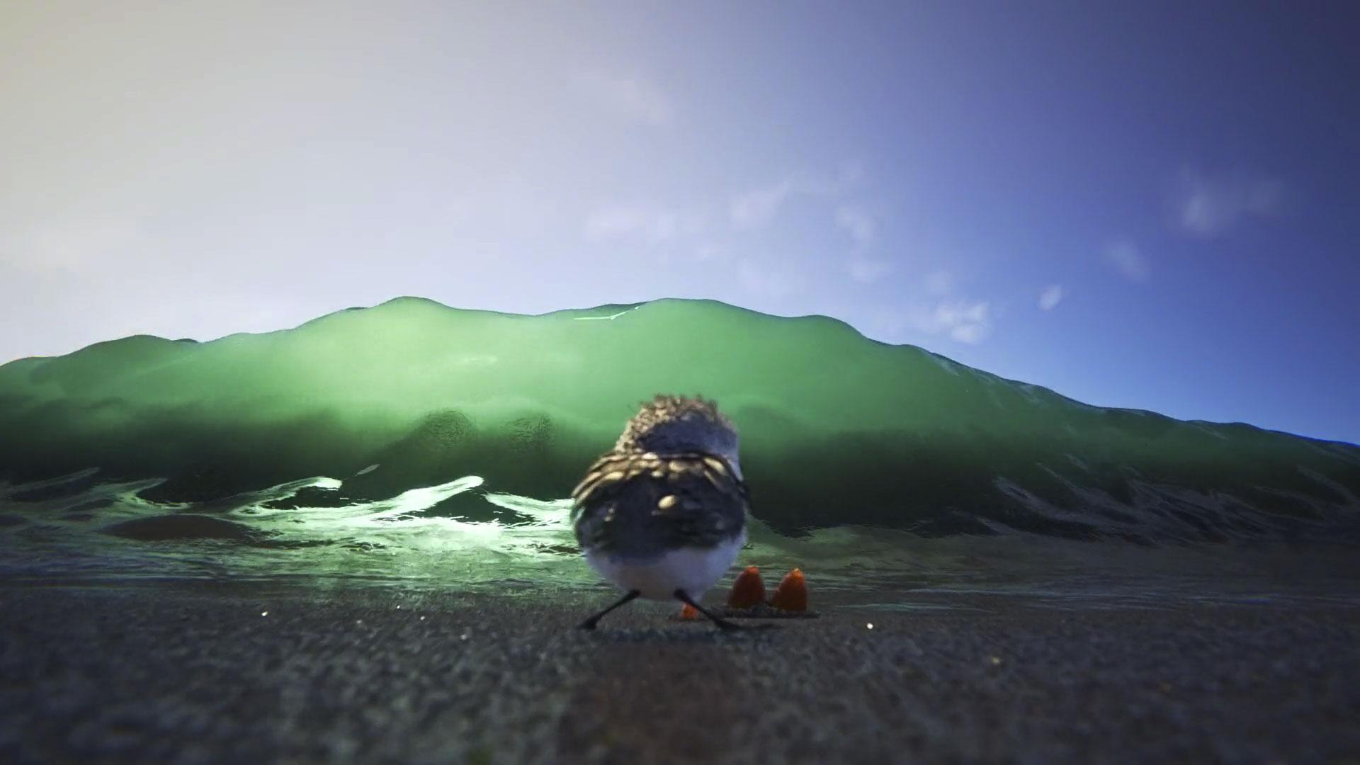 Piper Pixar Wallpapers - Wallpaper Cave