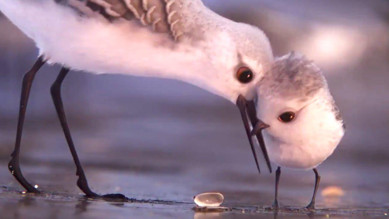 Piper Pixar Wallpapers - Wallpaper Cave