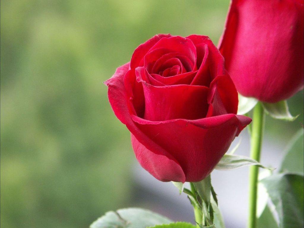Love Rose Image Wallpapers - Wallpaper Cave