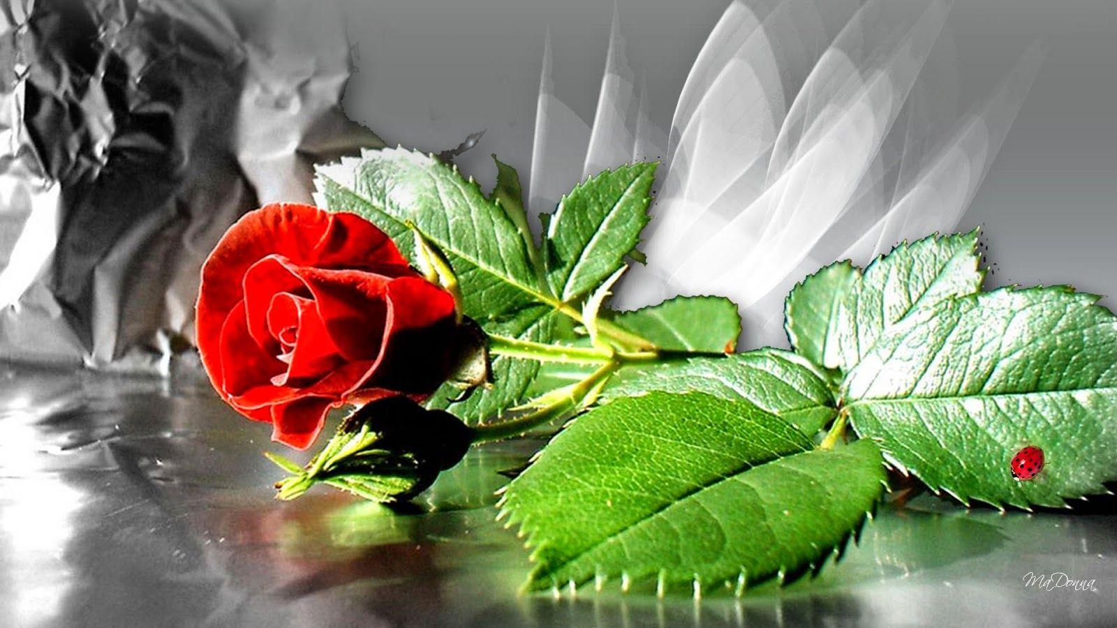 Red Rose Love Wallpapers HD - Wallpaper Cave