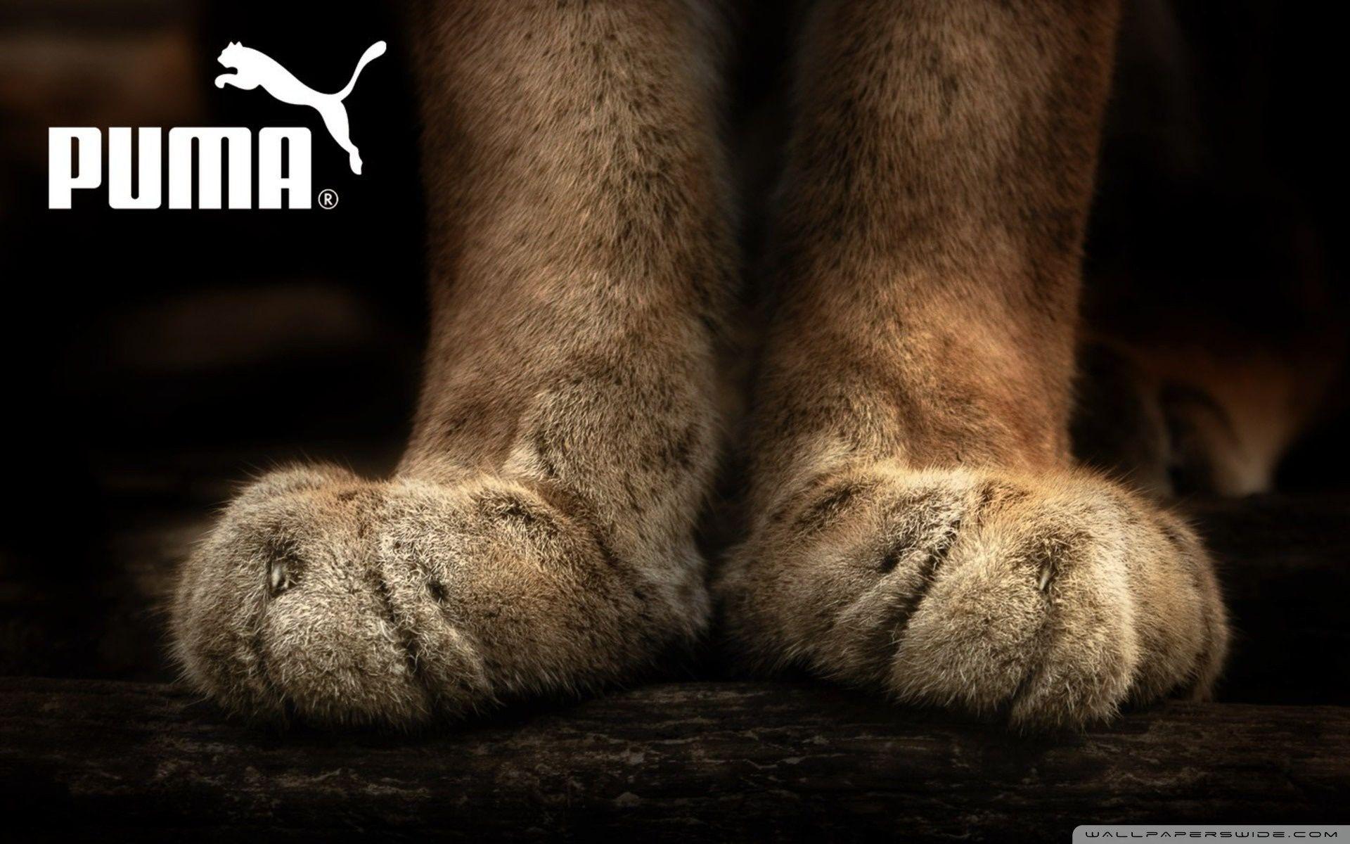 Puma HD Wallpapers - Wallpaper Cave