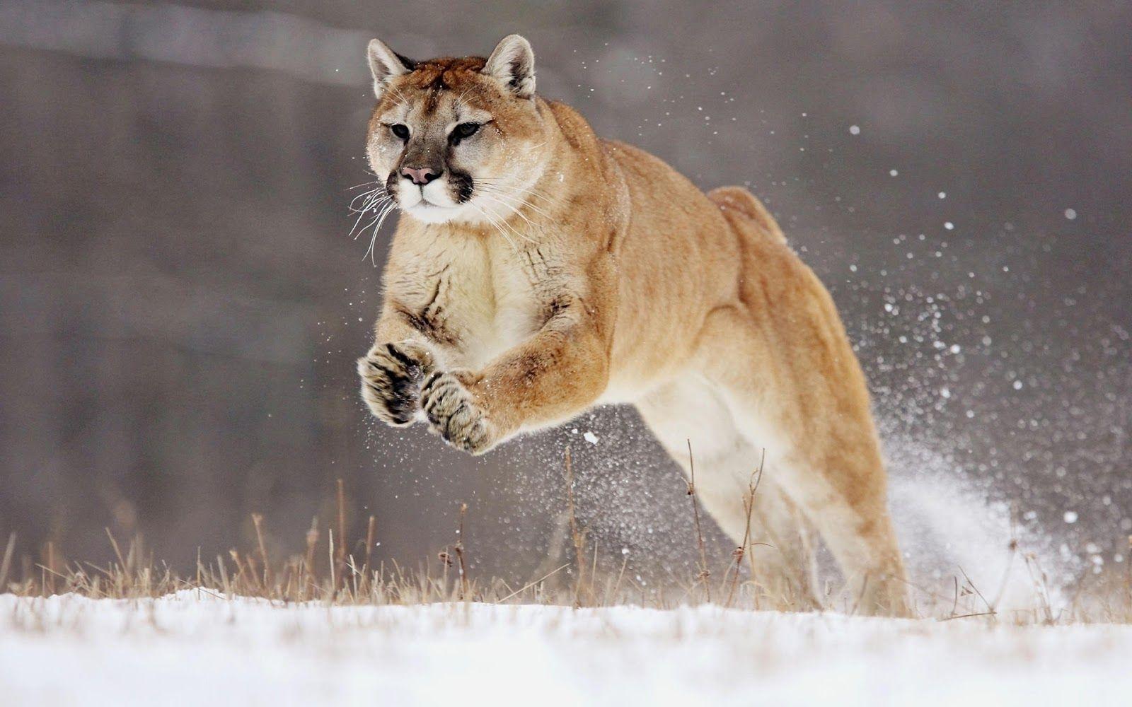 Puma HD Wallpapers - Wallpaper Cave