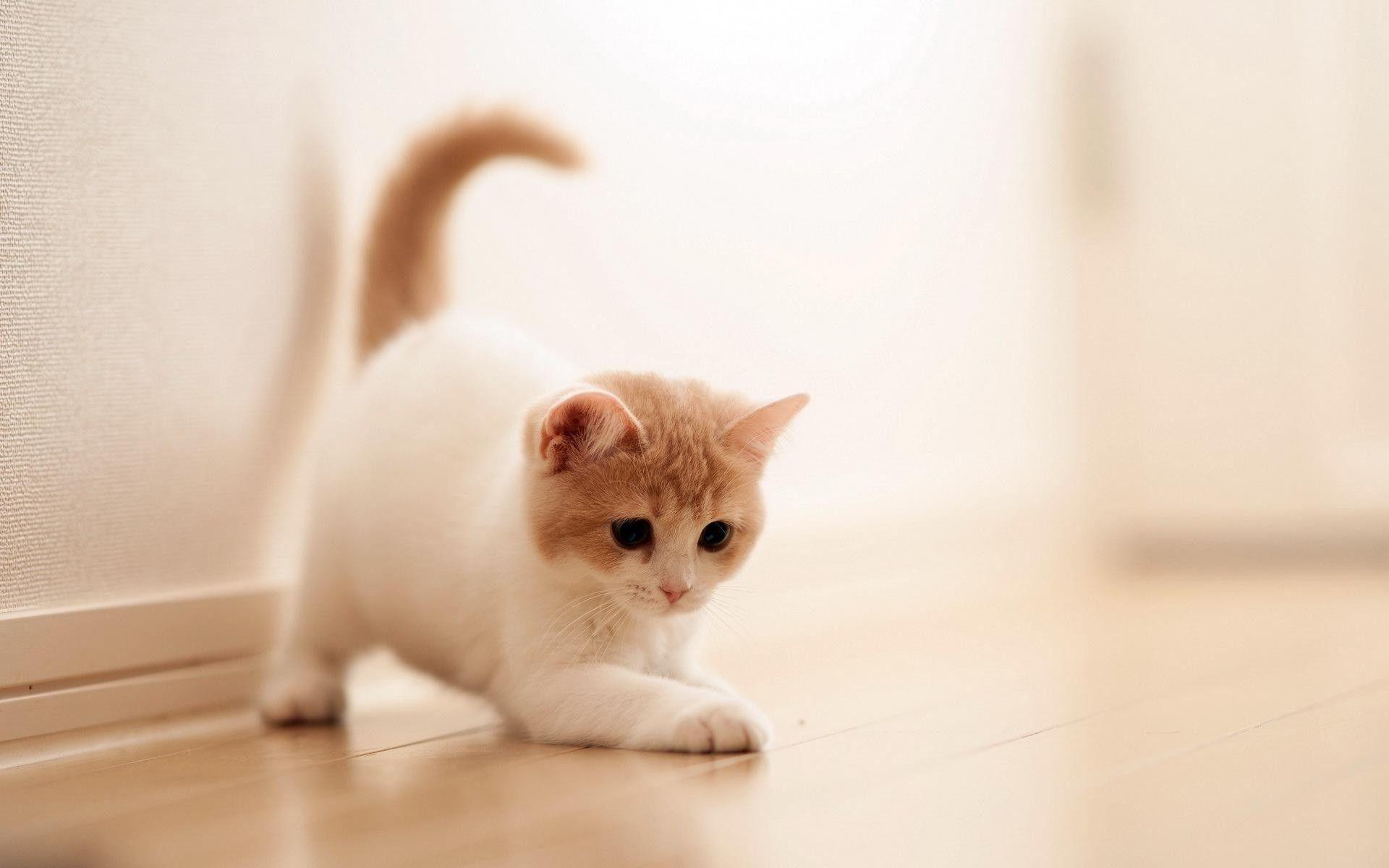 Cute Baby Cats Wallpapers Wallpaper Cave Cute Baby Cats Wallpapers Wallpaper Cave