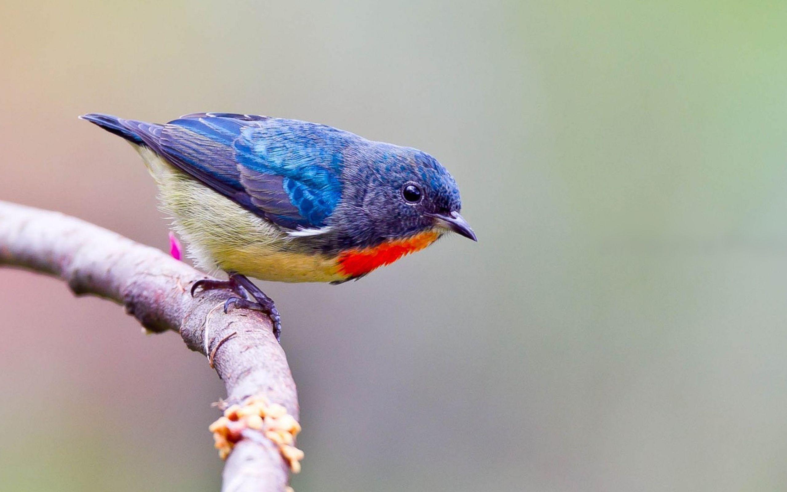 Bird Wallpapers - Wallpaper Cave