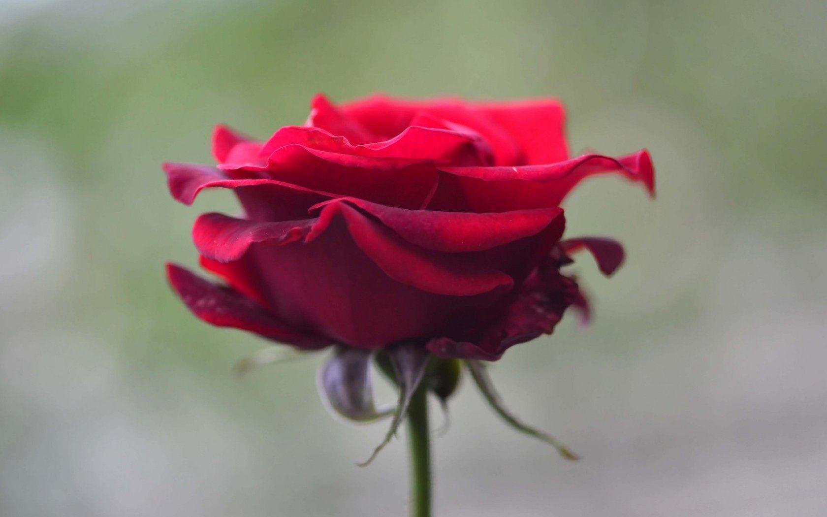 Single Rose Wallpapers - Wallpaper Cave