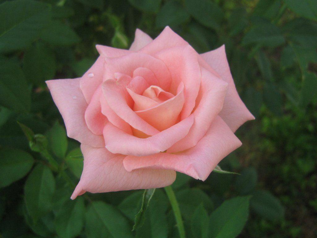 Single Rose Wallpapers - Wallpaper Cave