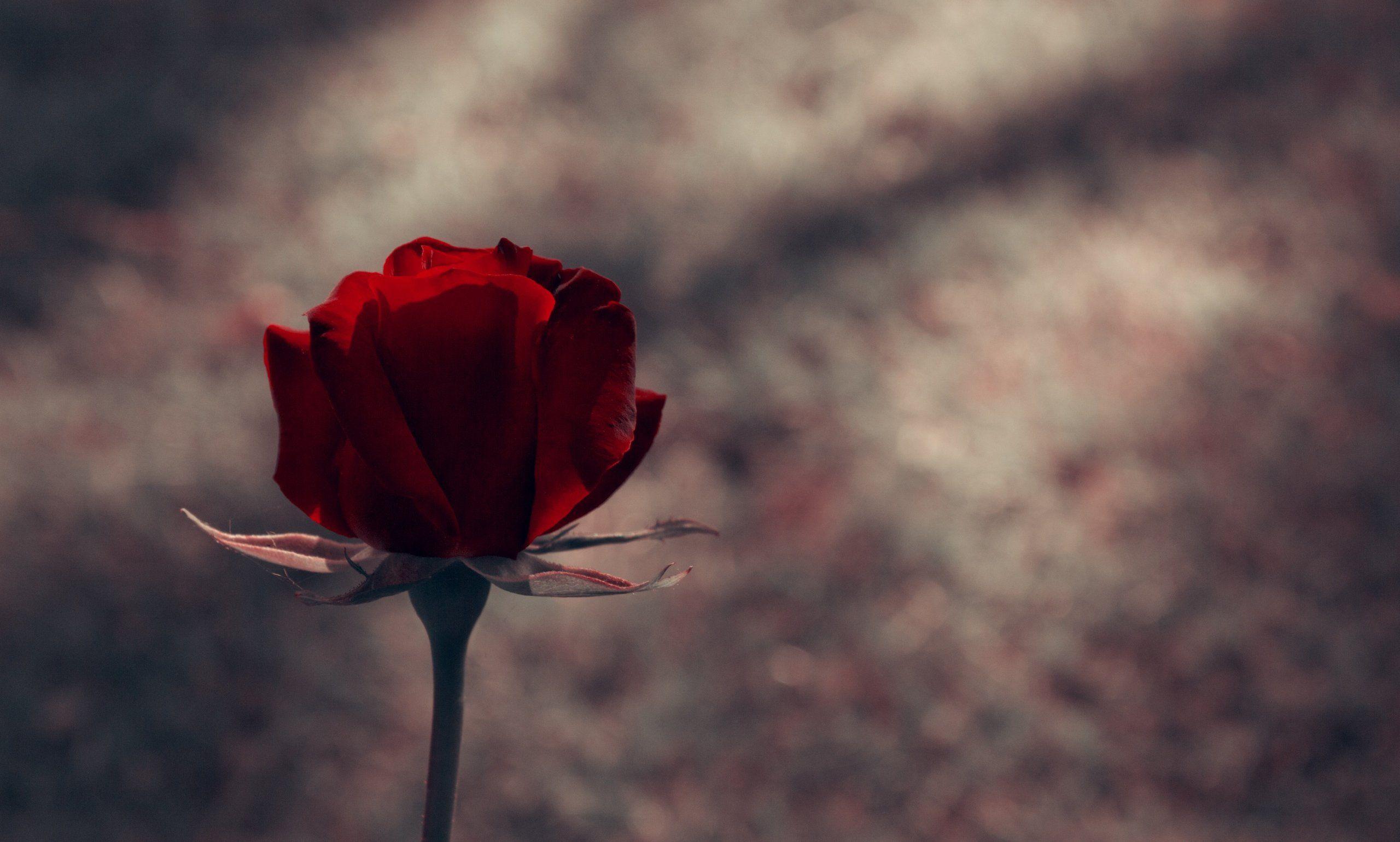 Single Rose Wallpapers - Wallpaper Cave