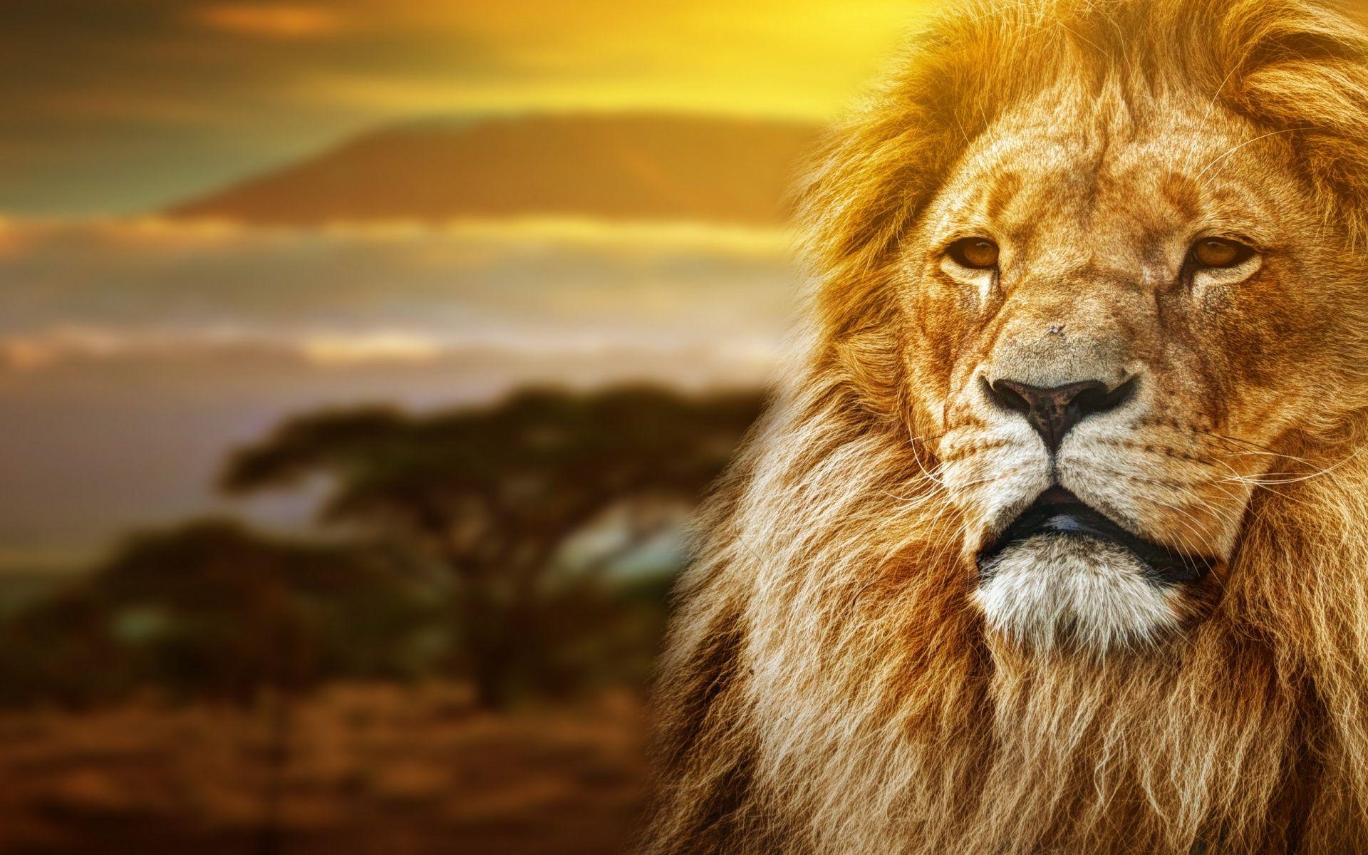 Lion Backgrounds - Wallpaper Cave