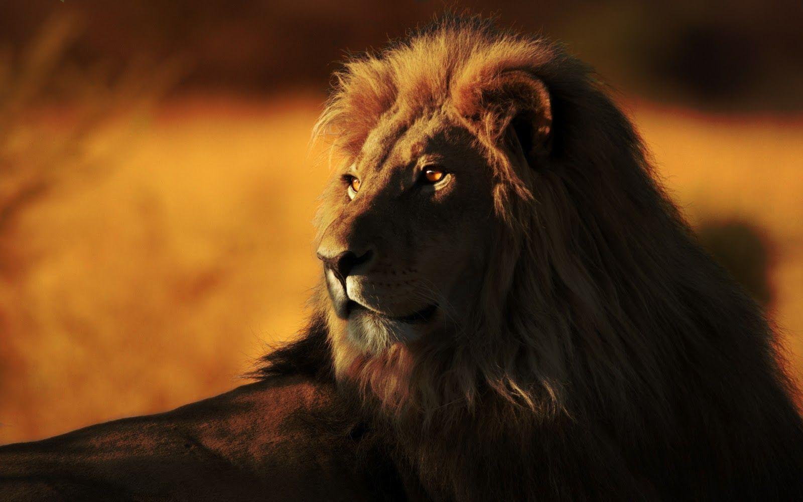 Lion Backgrounds - Wallpaper Cave
