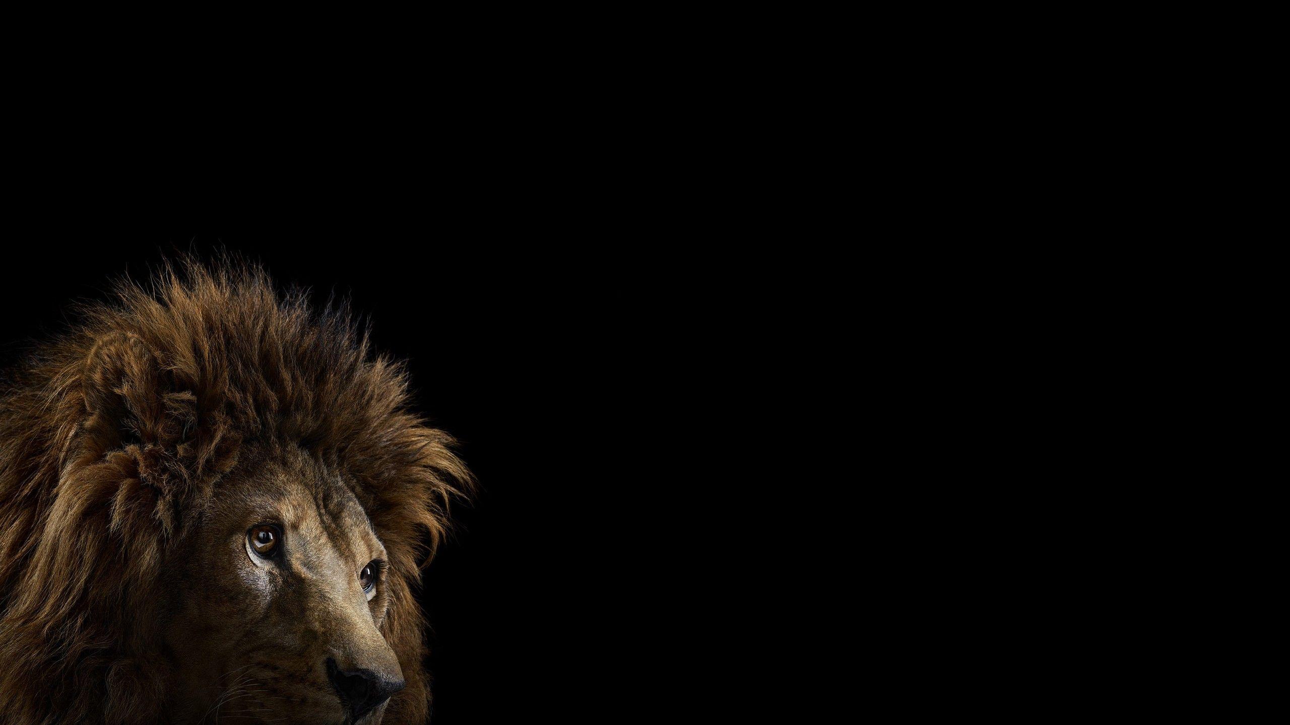 Lion Backgrounds - Wallpaper Cave