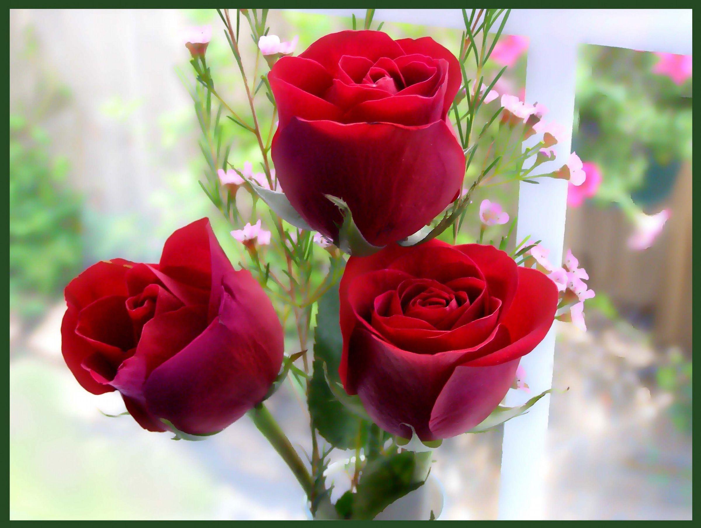 Full HD Rose Flower Wallpapers Wallpaper Cave