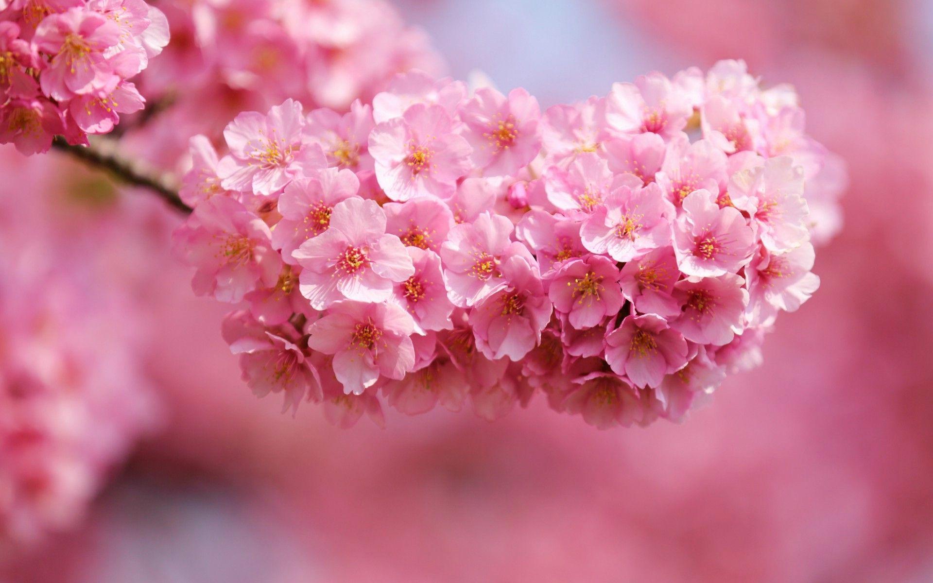 Blumen Photography For Screensaver Display