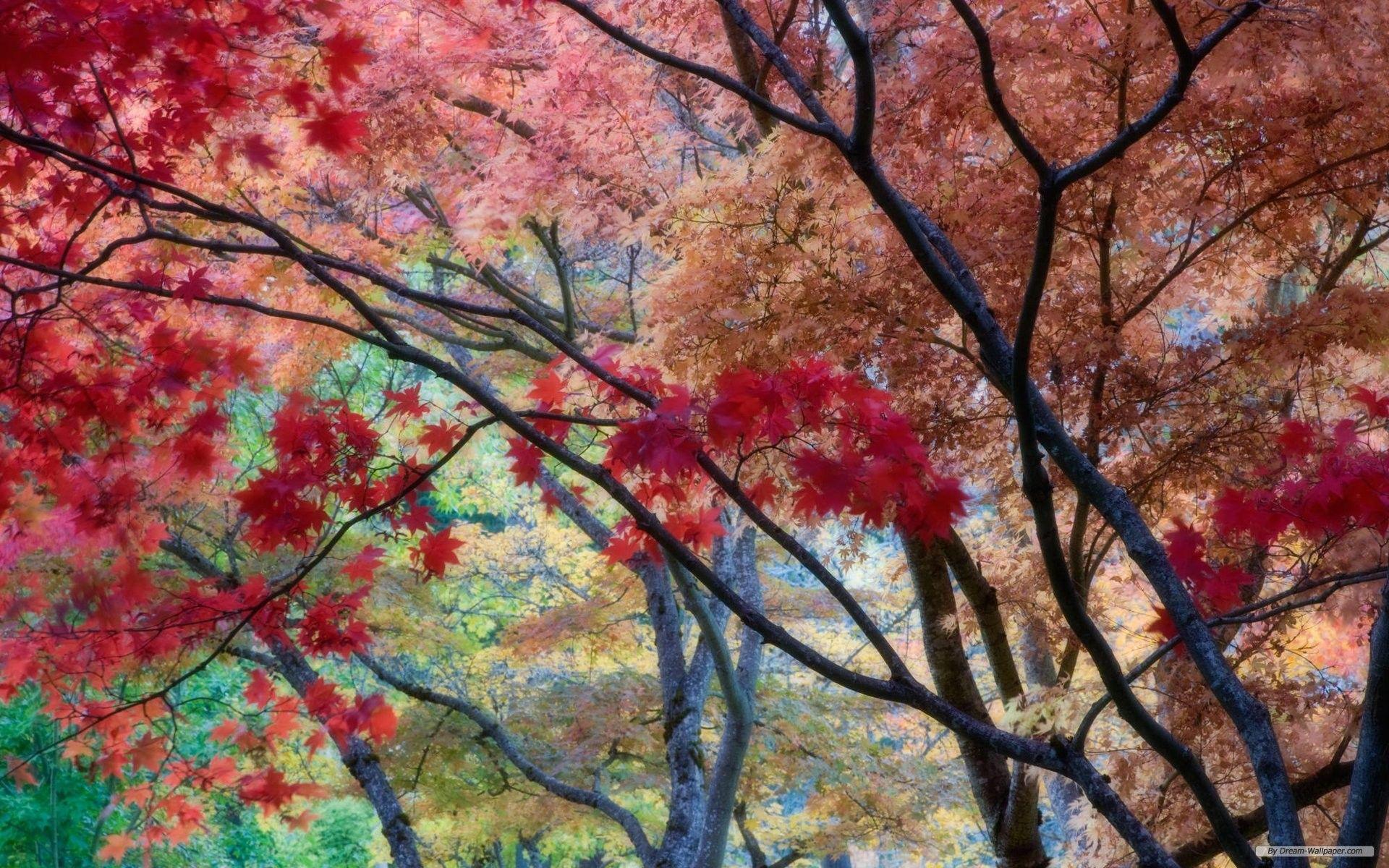 Free Wallpapers HD - Wallpaper Cave