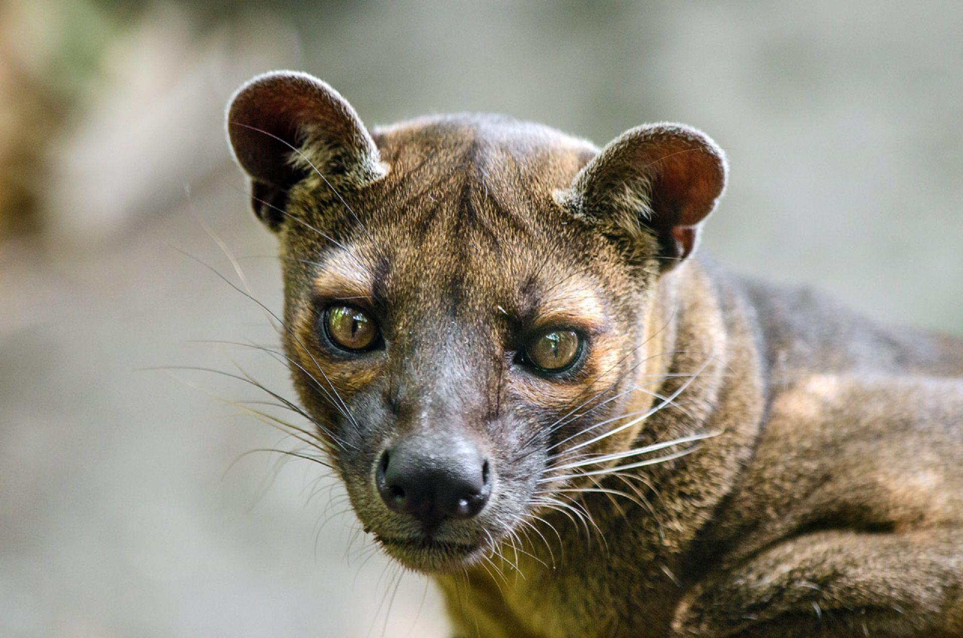 Fossa Wallpapers - Wallpaper Cave