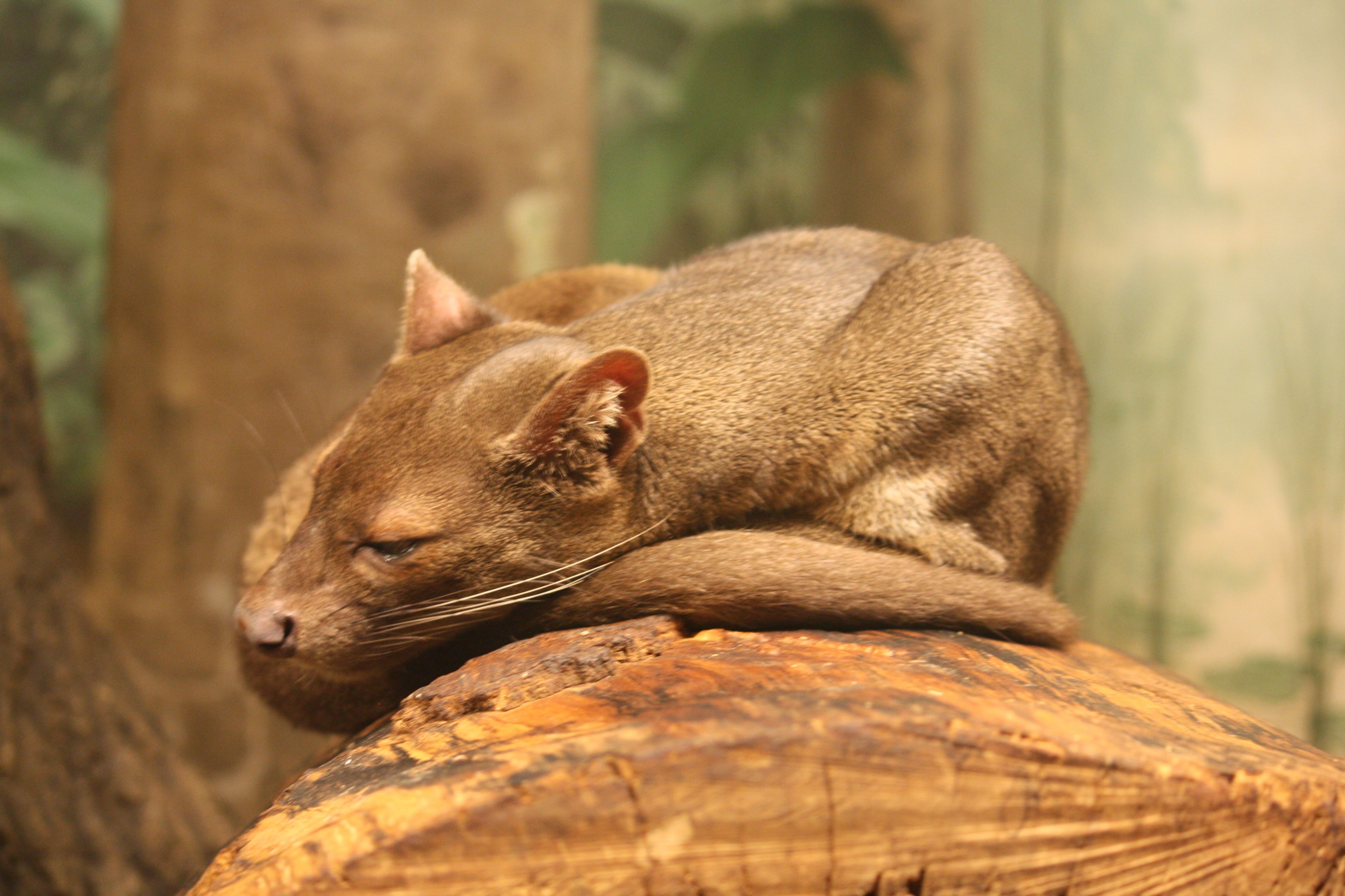 Fossa Wallpapers - Wallpaper Cave