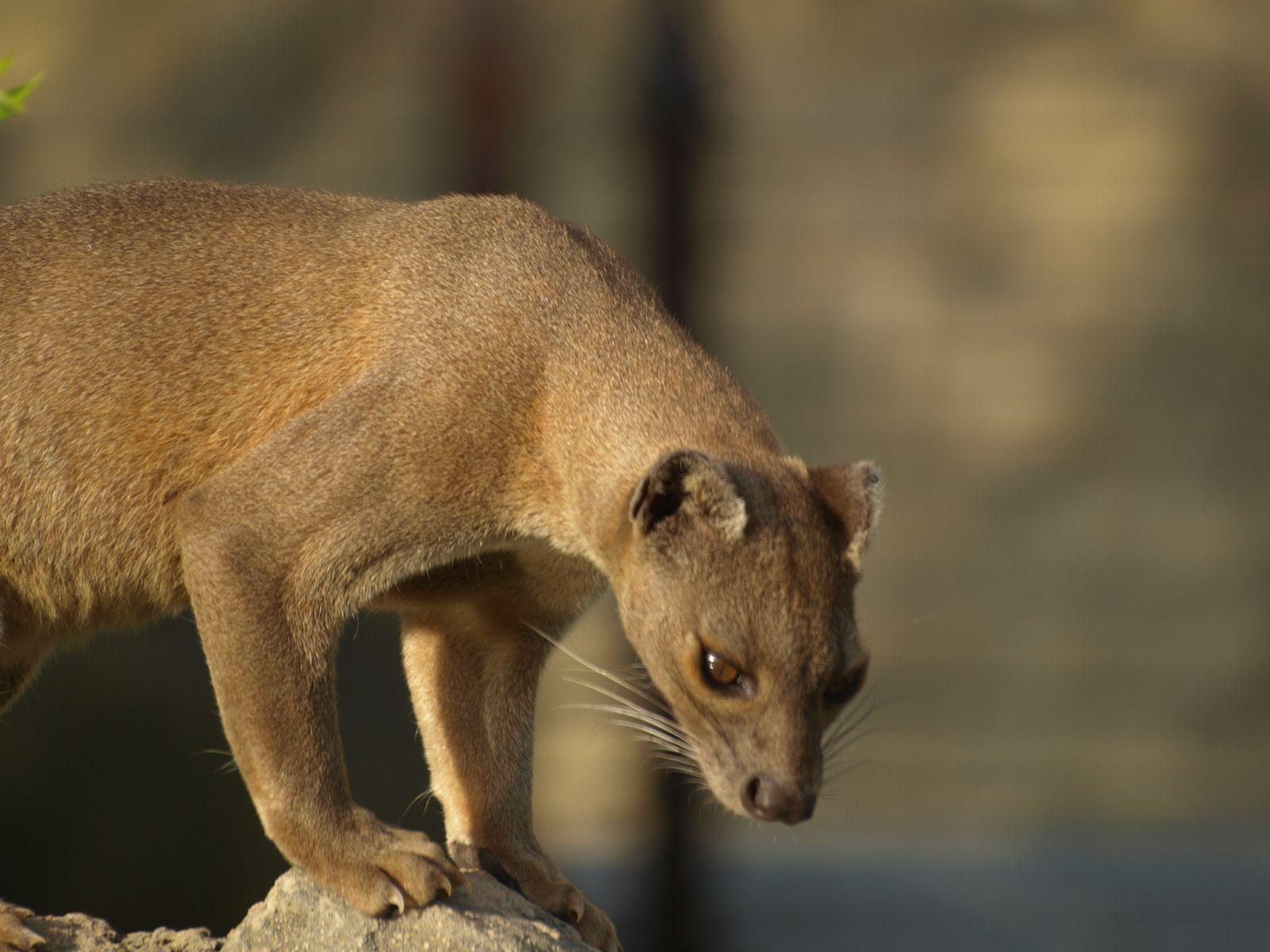Fossa Wallpapers - Wallpaper Cave
