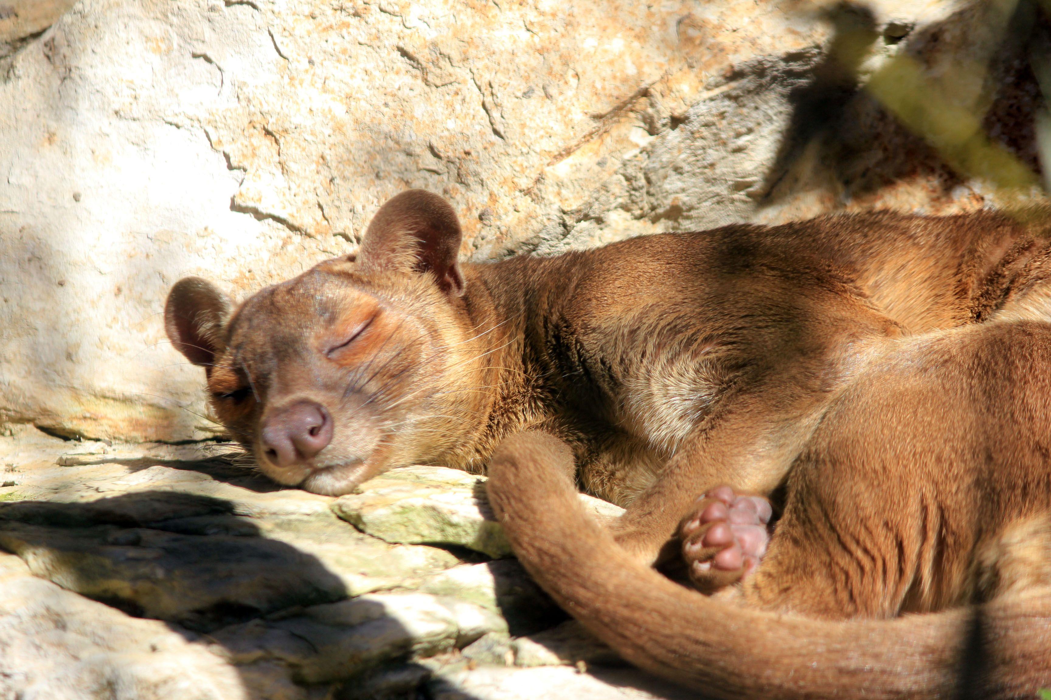 Fossa Wallpapers - Wallpaper Cave
