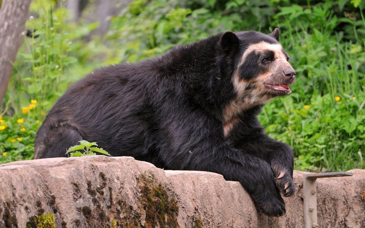 Spectacled Bear Wallpapers - Wallpaper Cave