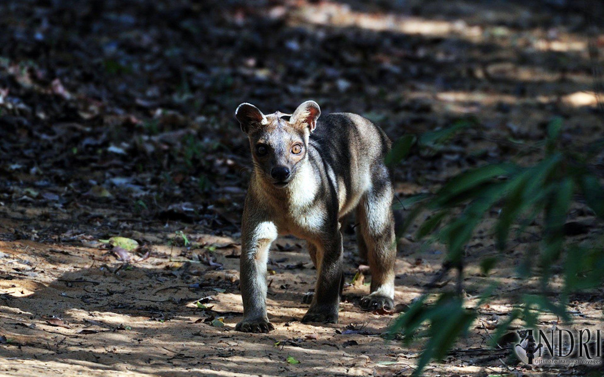 Fossa Wallpapers - Wallpaper Cave