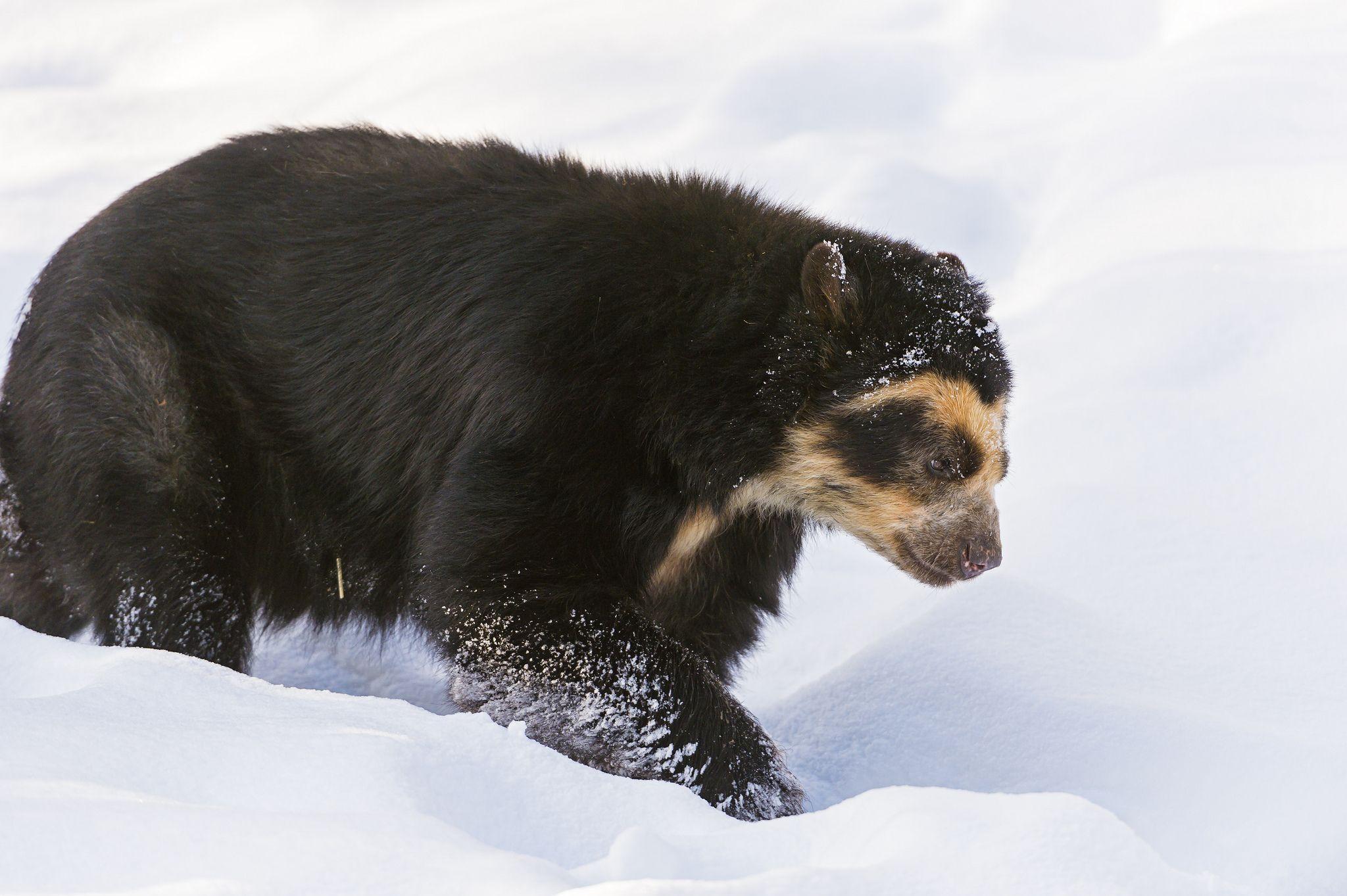 Spectacled Bear Wallpapers - Wallpaper Cave