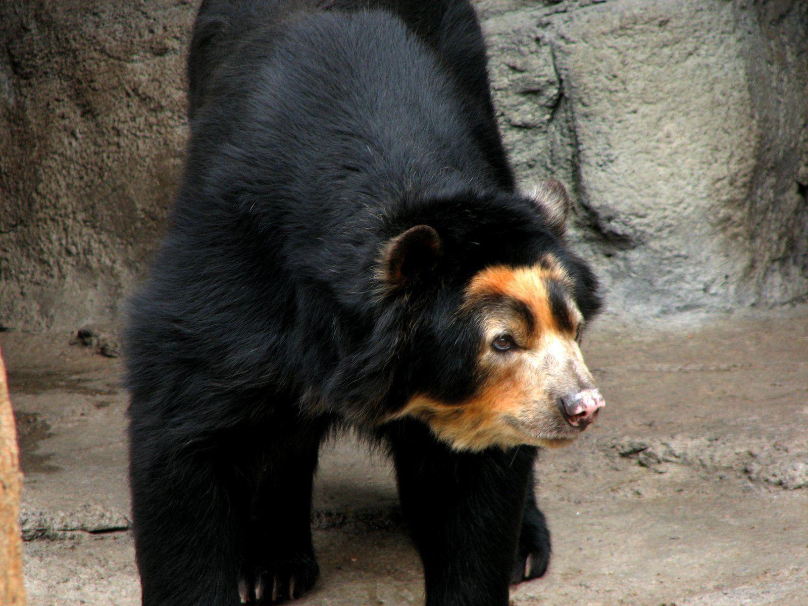 Spectacled Bear Wallpapers - Wallpaper Cave