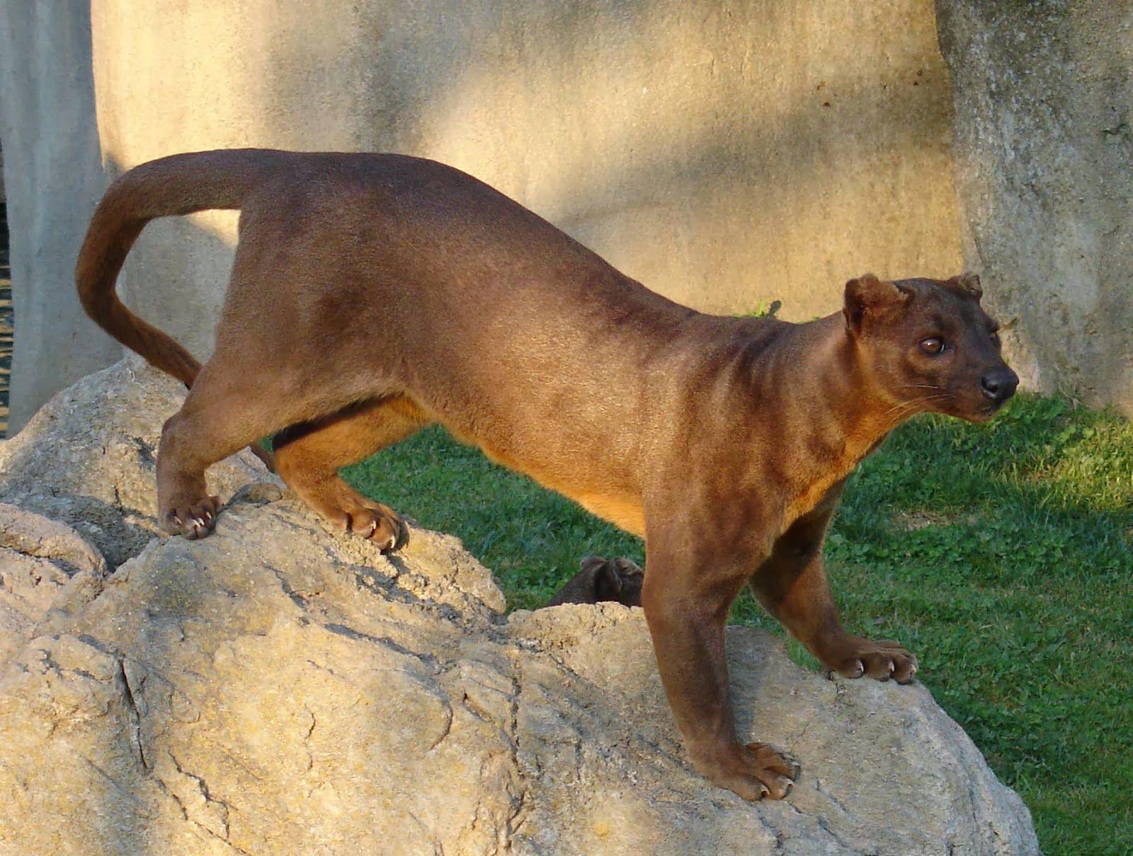 Fossa Wallpapers - Wallpaper Cave