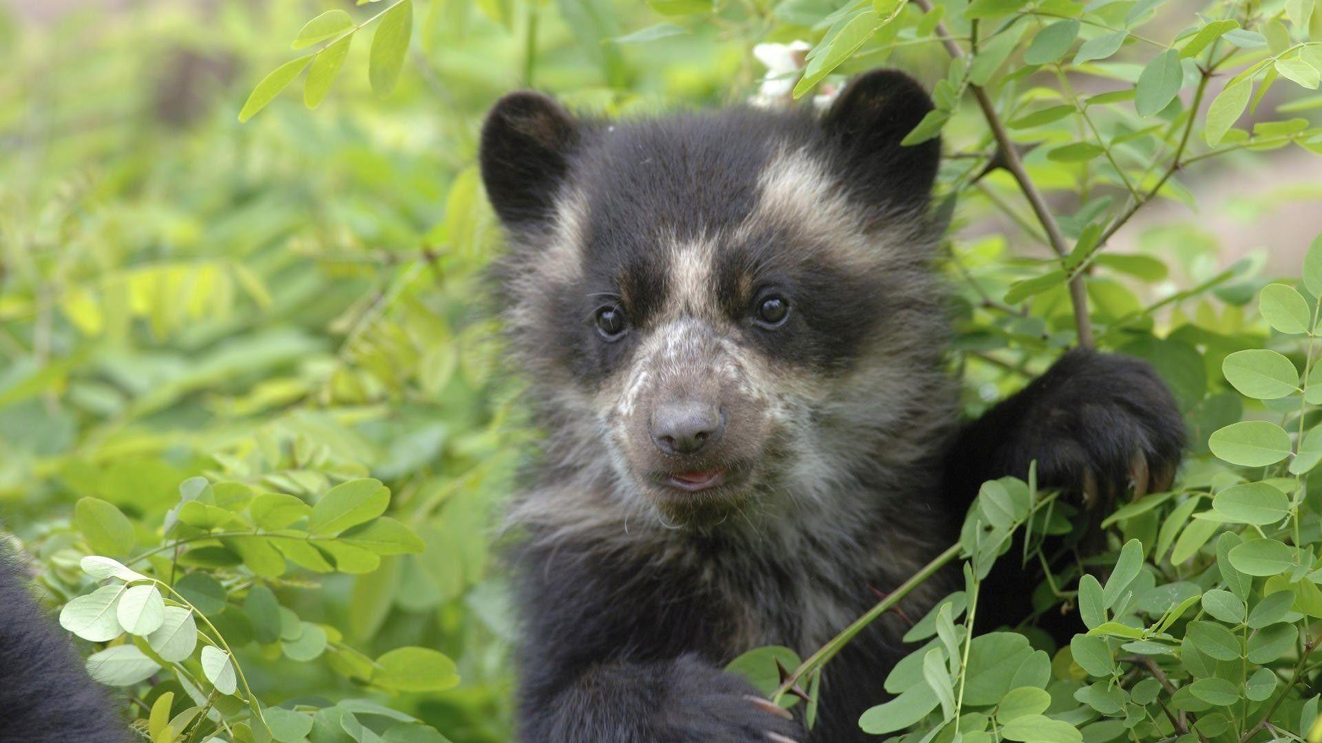 Spectacled Bear Wallpapers - Wallpaper Cave
