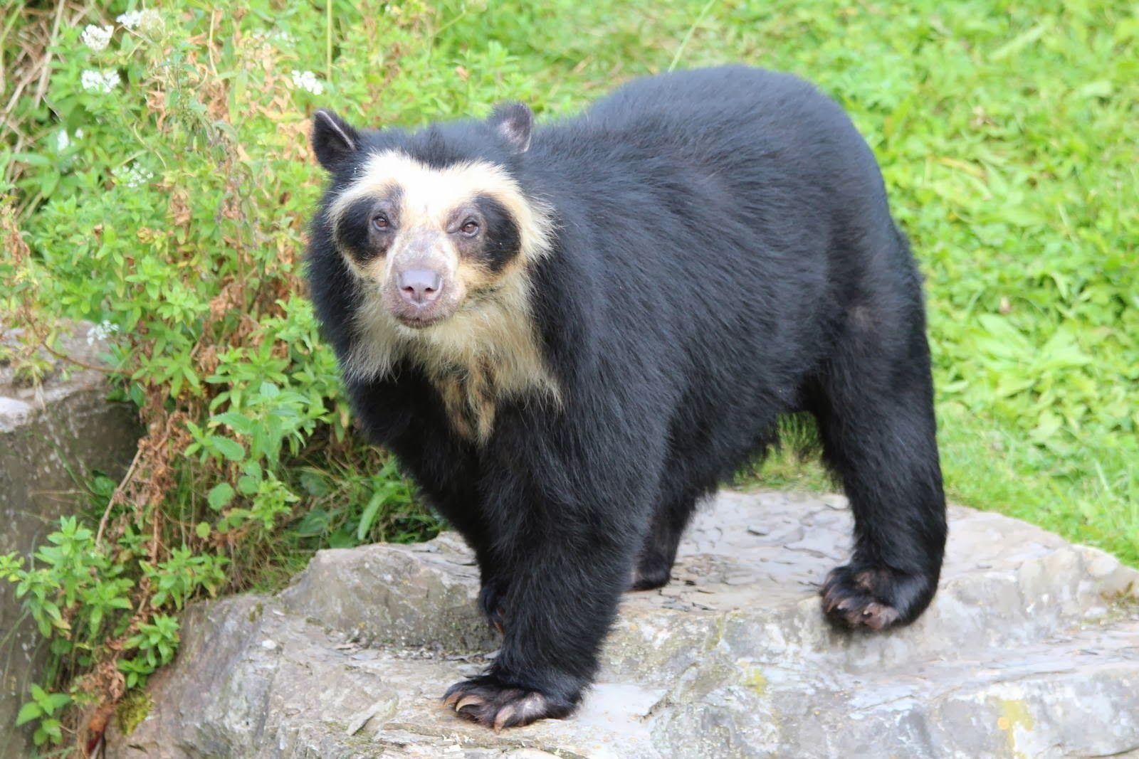 Spectacled Bear Wallpapers - Wallpaper Cave