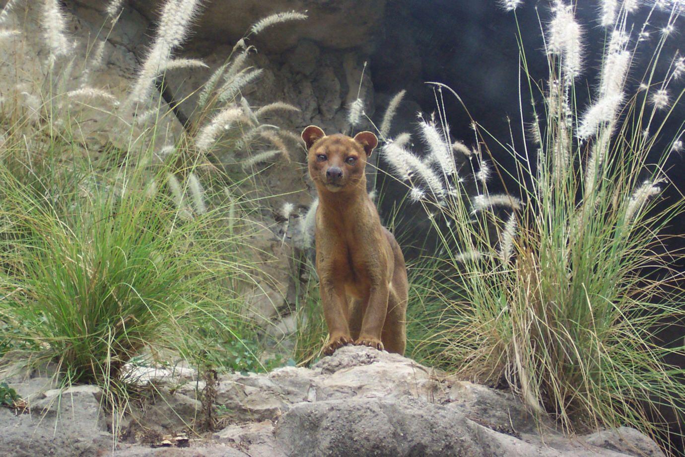 Fossa Wallpapers - Wallpaper Cave