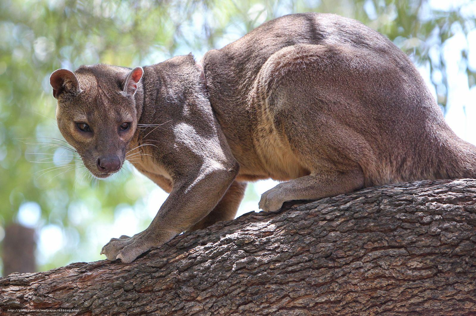 Fossa Wallpapers - Wallpaper Cave