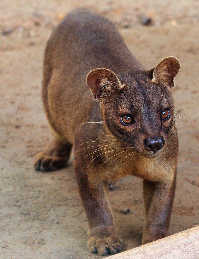 Fossa Wallpapers - Wallpaper Cave