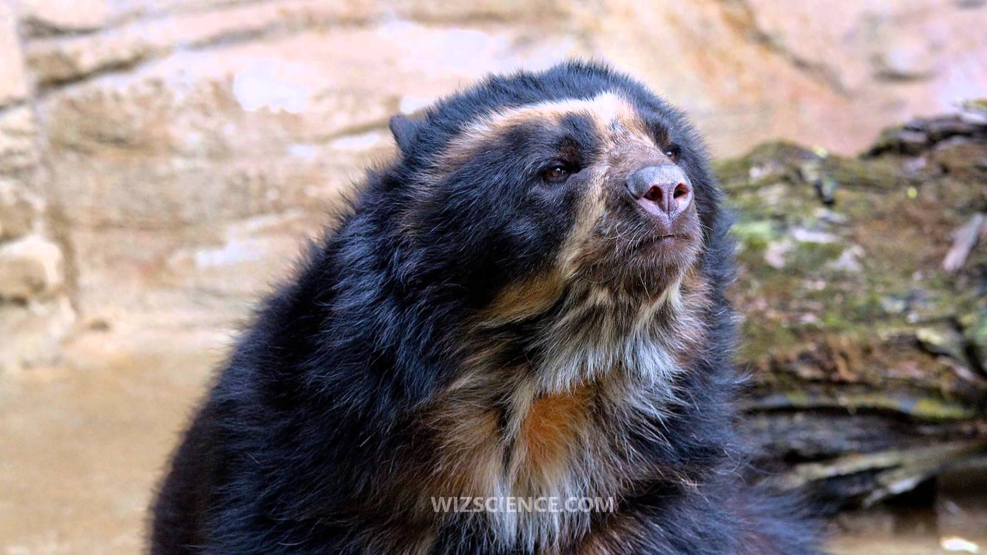 Spectacled Bear Wallpapers - Wallpaper Cave