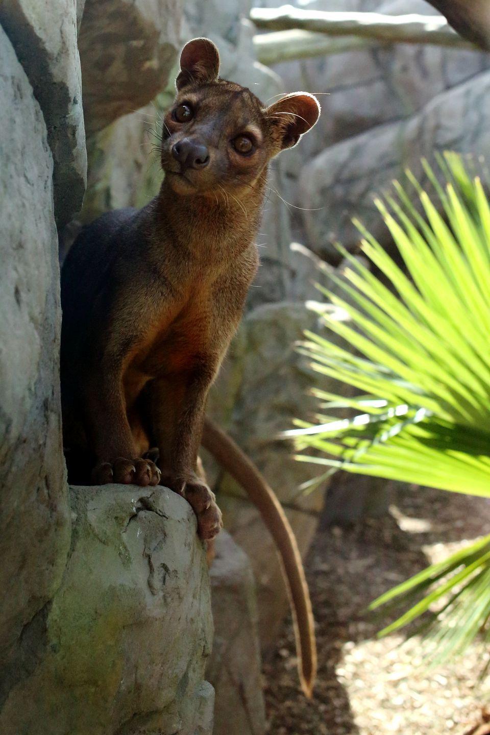 Fossa Wallpapers - Wallpaper Cave