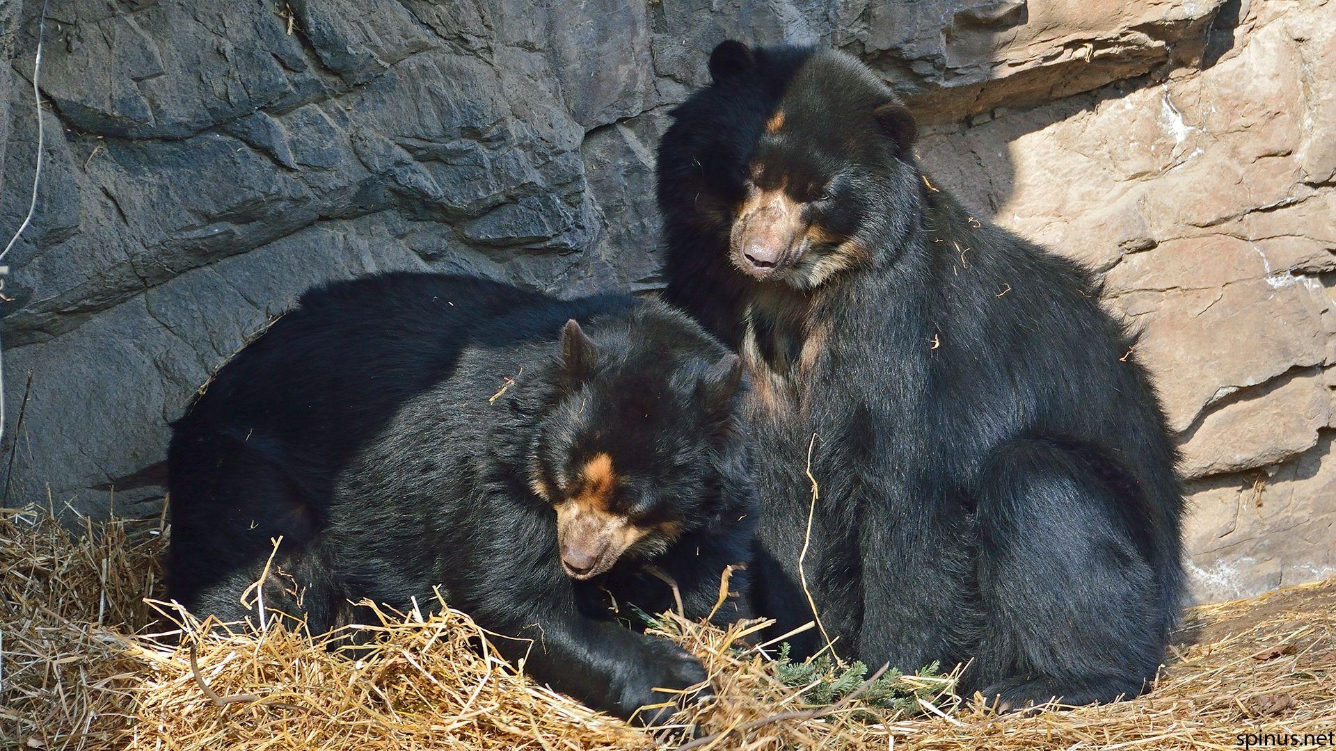 Spectacled Bear Wallpapers - Wallpaper Cave