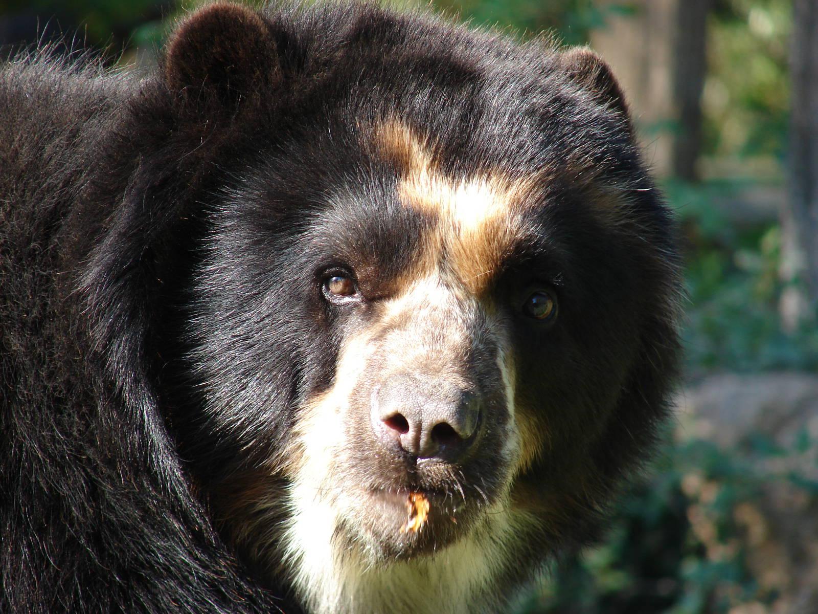 Spectacled Bear Wallpapers - Wallpaper Cave
