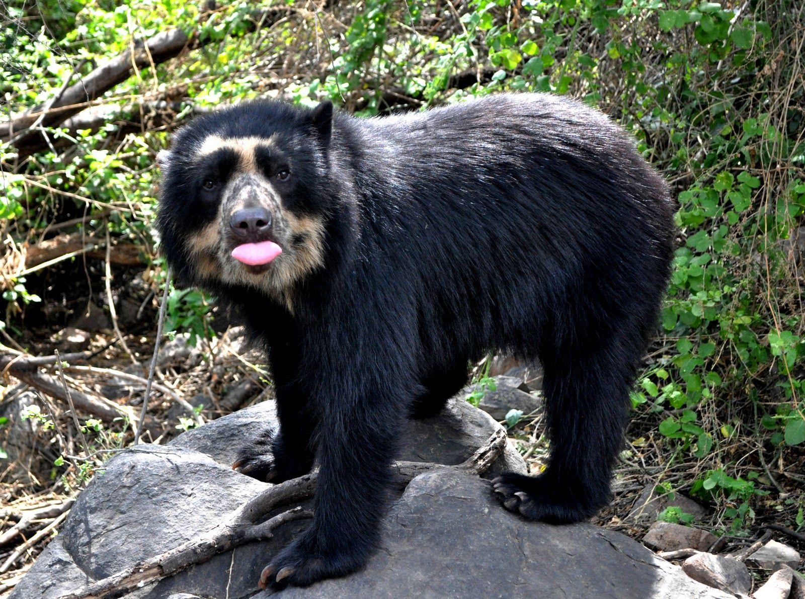 Spectacled Bear Wallpapers - Wallpaper Cave